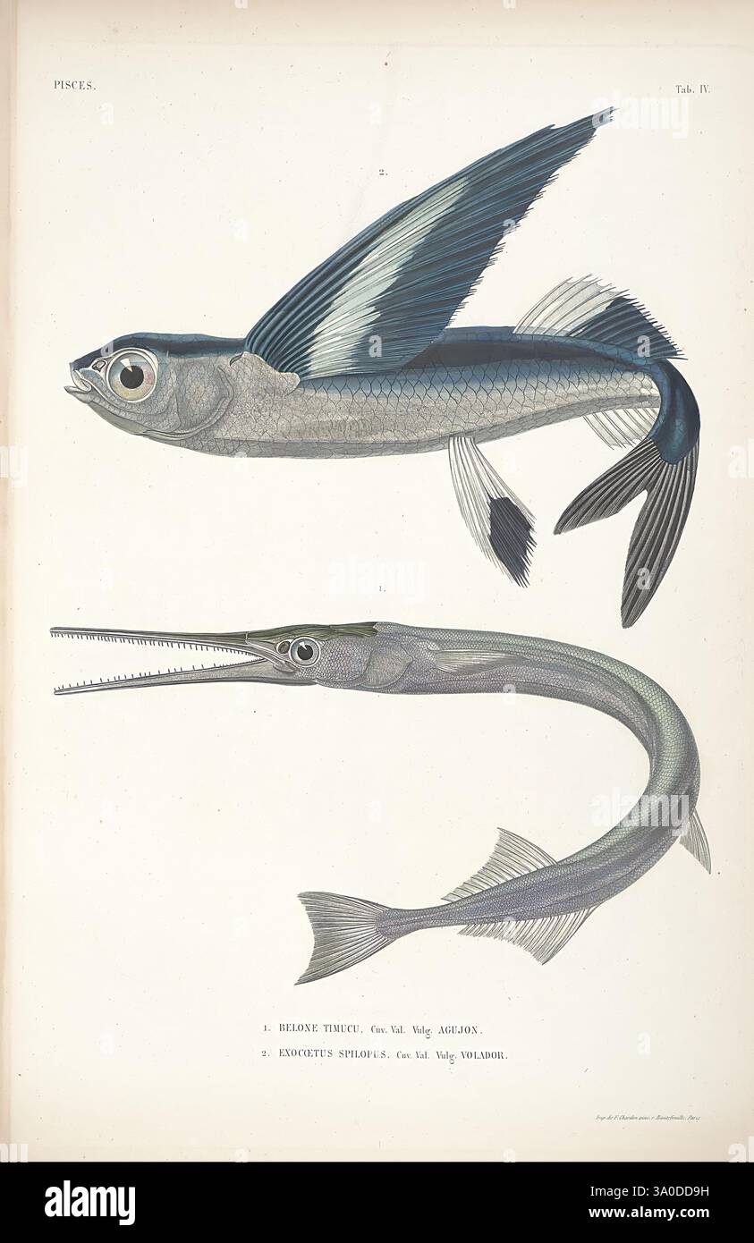 Needlefish stands hi-res stock photography and images - Alamy