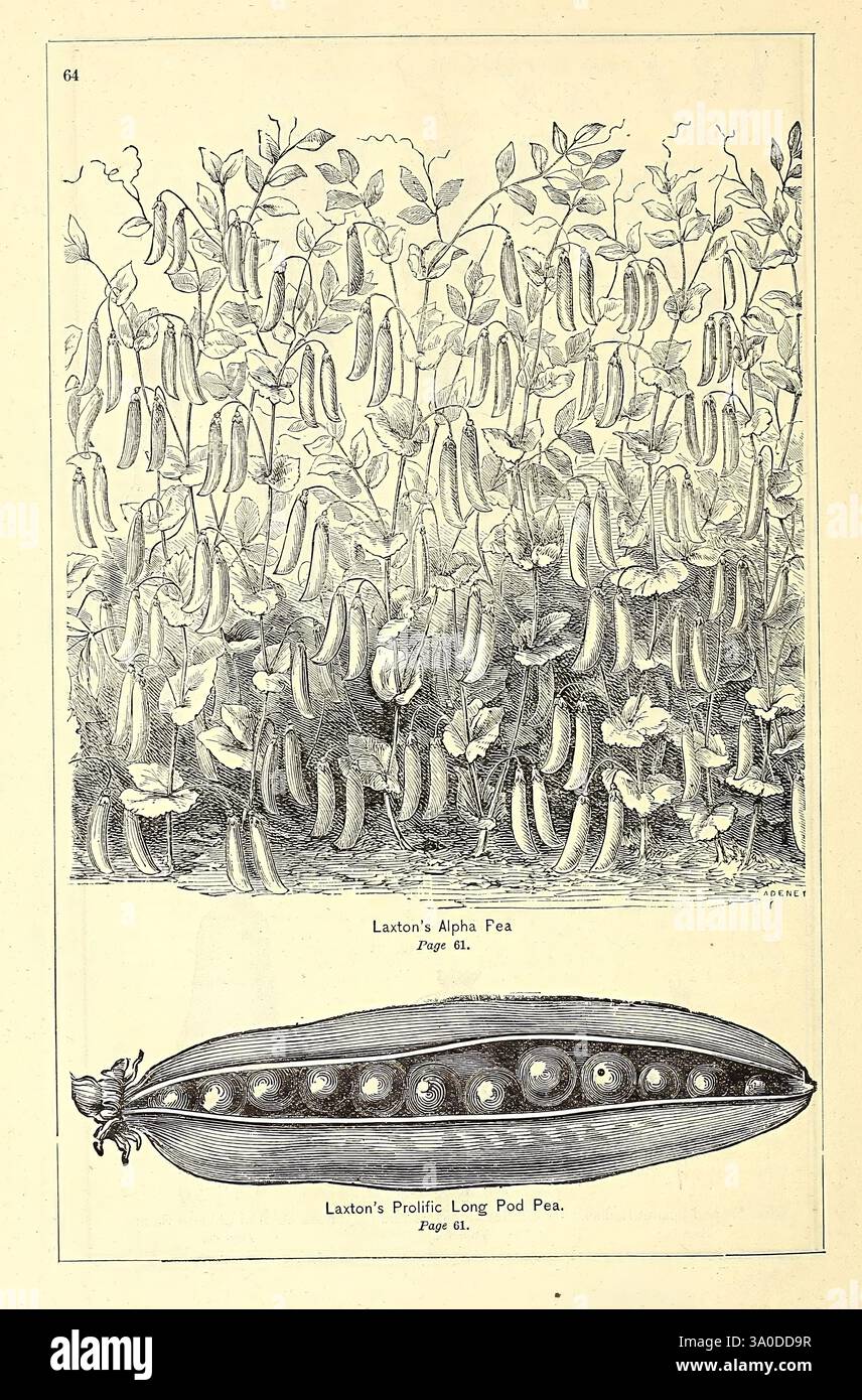 Individual peas nestled inside hi-res stock photography and images - Alamy