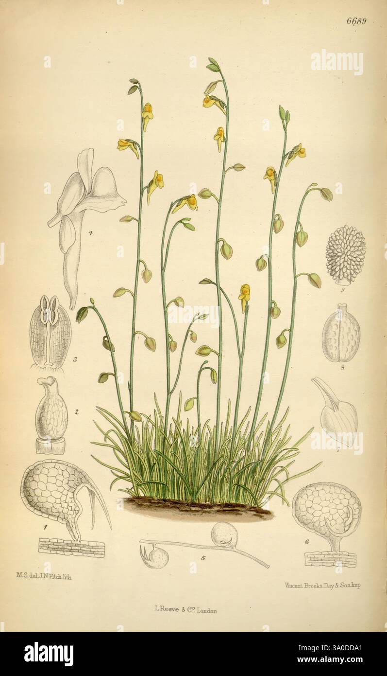 Plants ornamental curtis utricularia bifida bladderwort taxonomy hi-res ...