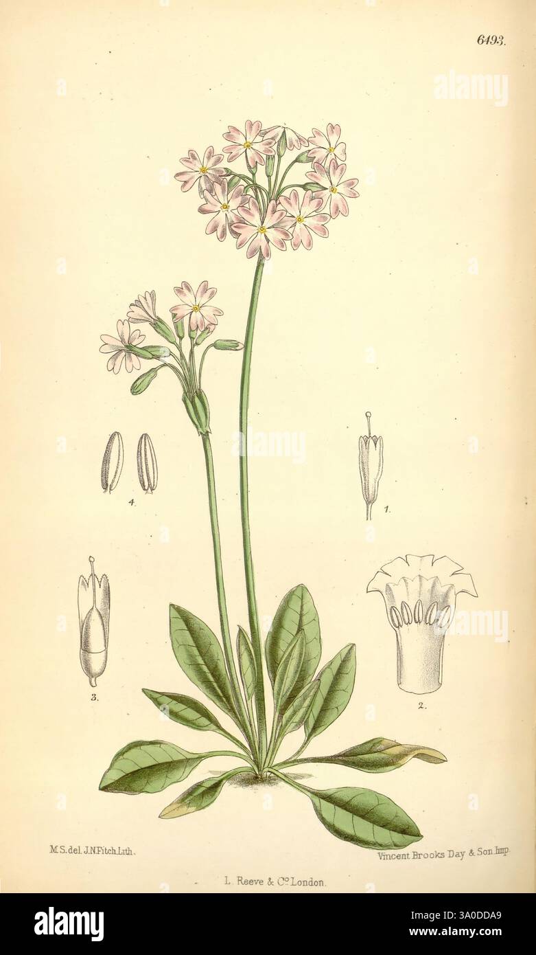 Curtis's Botanical Magazine, London, New York, botanical illustration ...