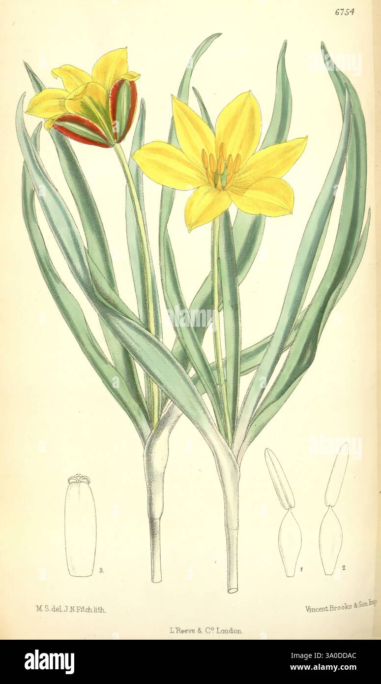Curtis's Botanical Magazine, London, New York, botanical illustration ...