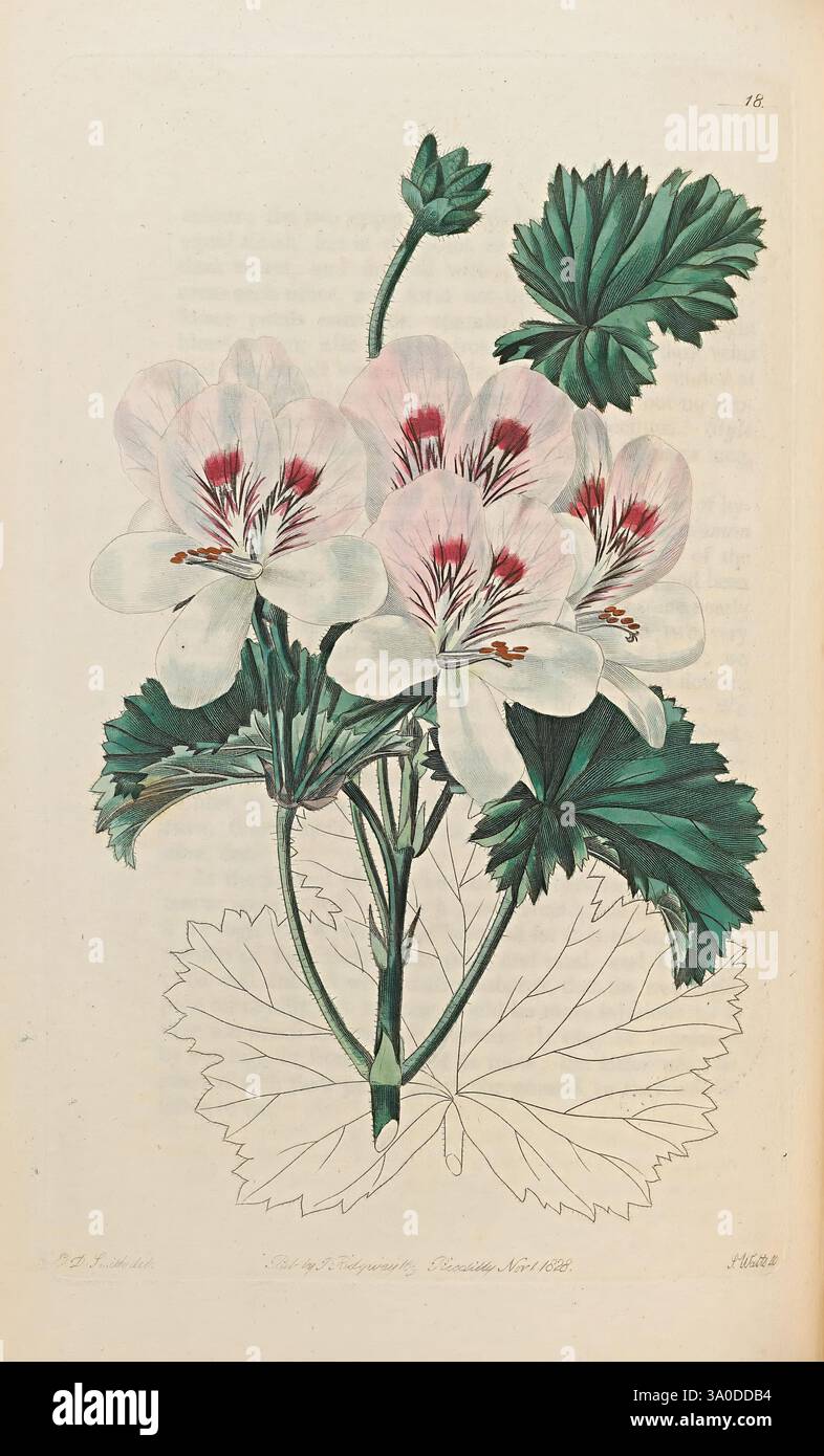 Geraniaceae, London, Printed for James Ridgway, Piccadilly, 1820-1830 ...