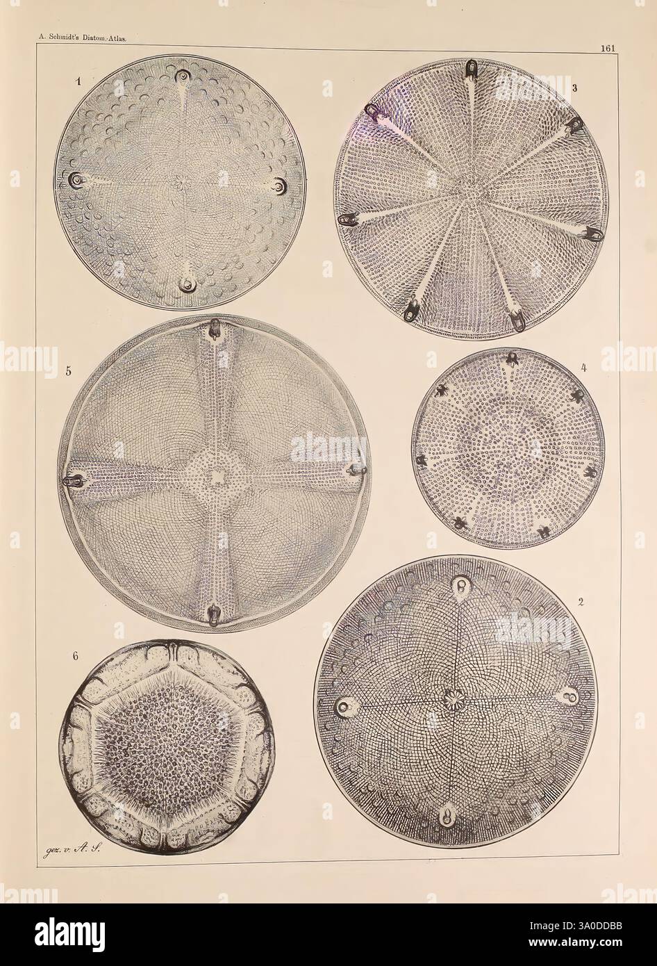 Beauty of microscopic forms hi-res stock photography and images - Alamy