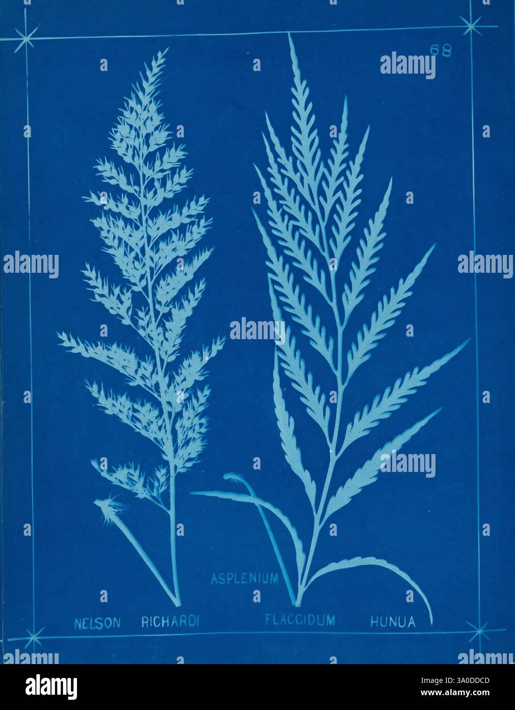 Image features two intricately detailed fern specimens labeled hi-res ...