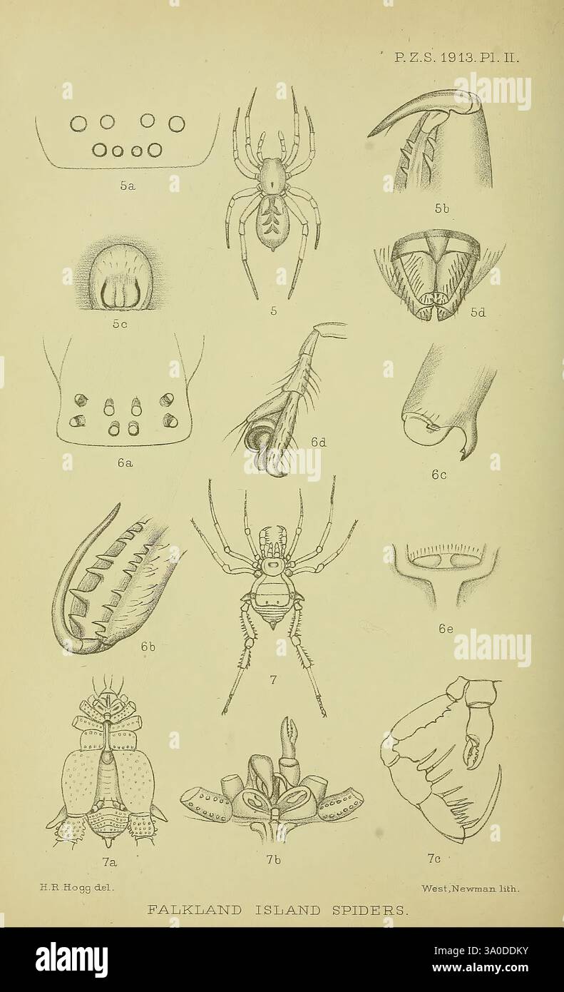 Various spider anatomy hi-res stock photography and images - Alamy
