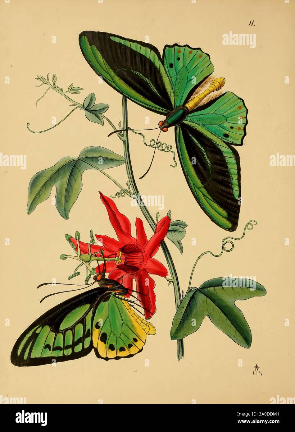 Trinomial ornithoptera priamus poseidon earth day arthropoda a hi-res ...