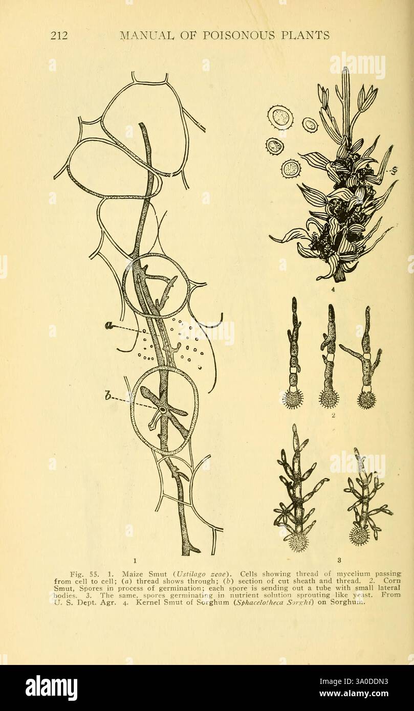 1910 11 united states poisonous plants hi-res stock photography and ...