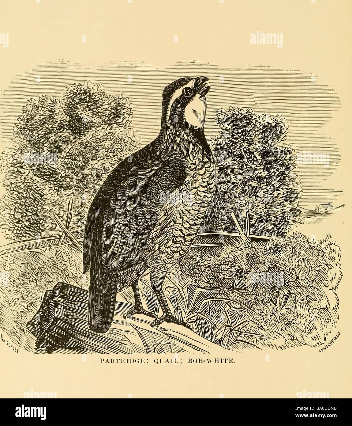 Frank Schley's American Partridge and Pheasant Shooting Frederick Md ...