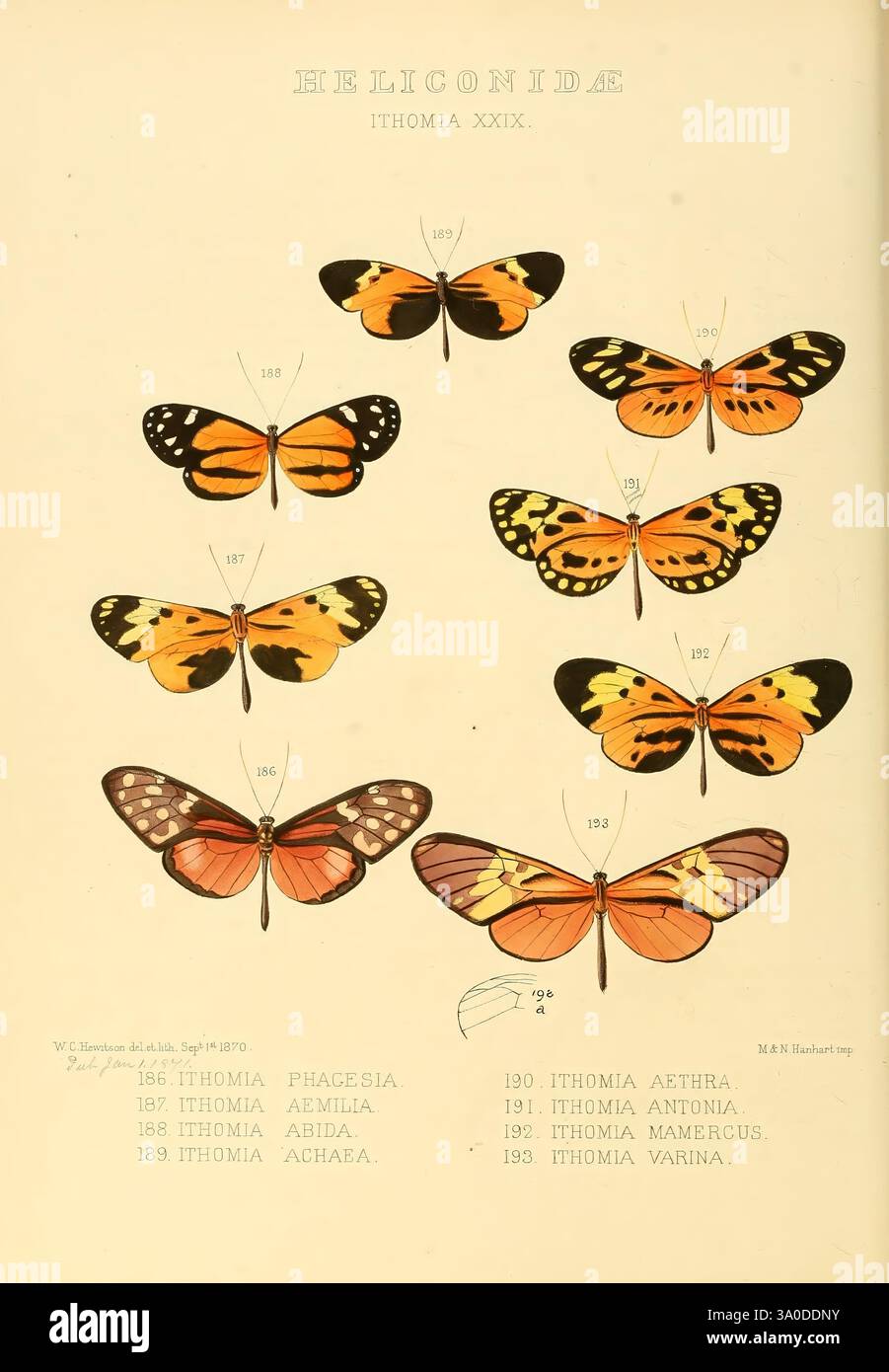 Illustrations of new species of exotic butterflies, London, John Van ...