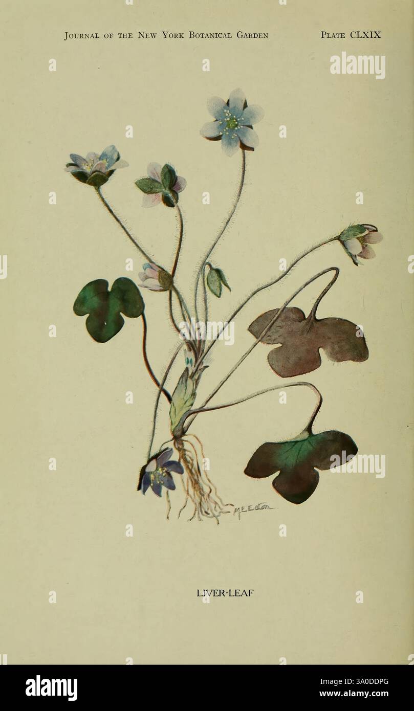 Wild plants needing protection. New York, New York Botanical Garden ...