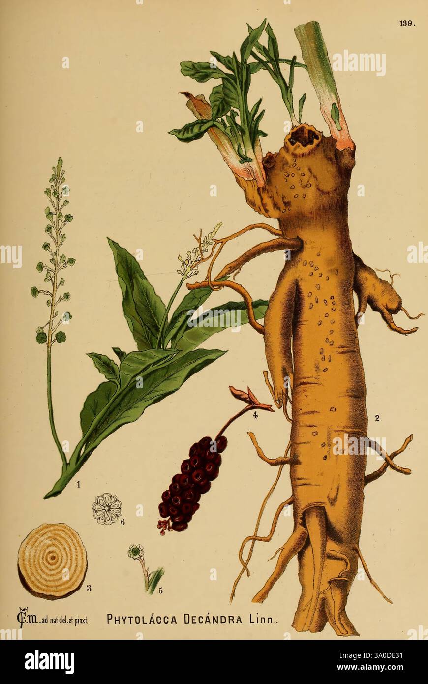 American medicinal plants, New York, Boericke & Tafel, c1887, botany ...