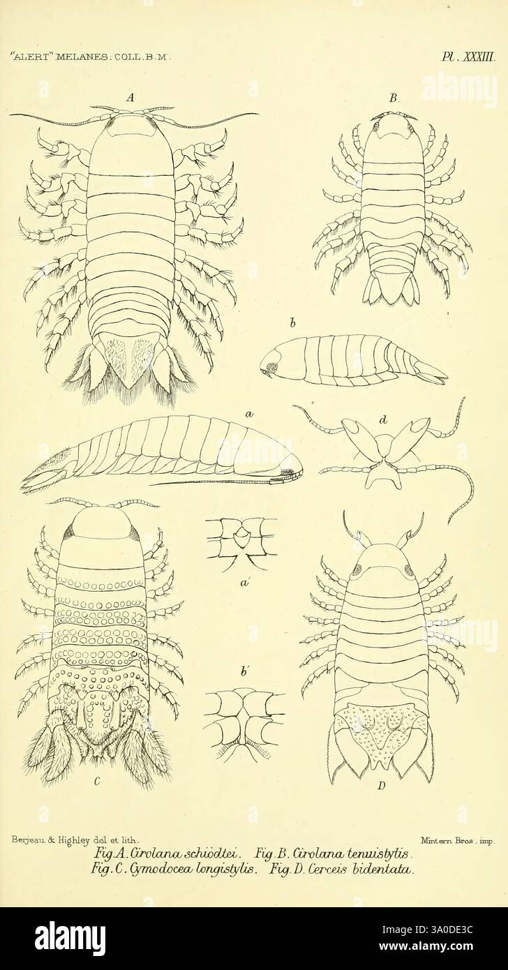 Various detailed depictions of crustaceans belonging hi-res stock ...
