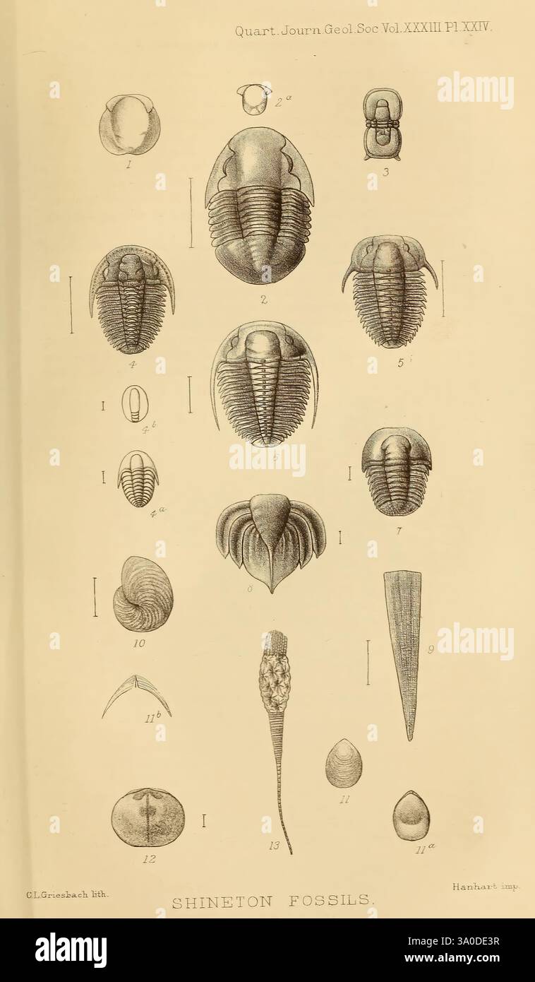 Aesthetic qualities of fossil illustrations hi-res stock photography ...