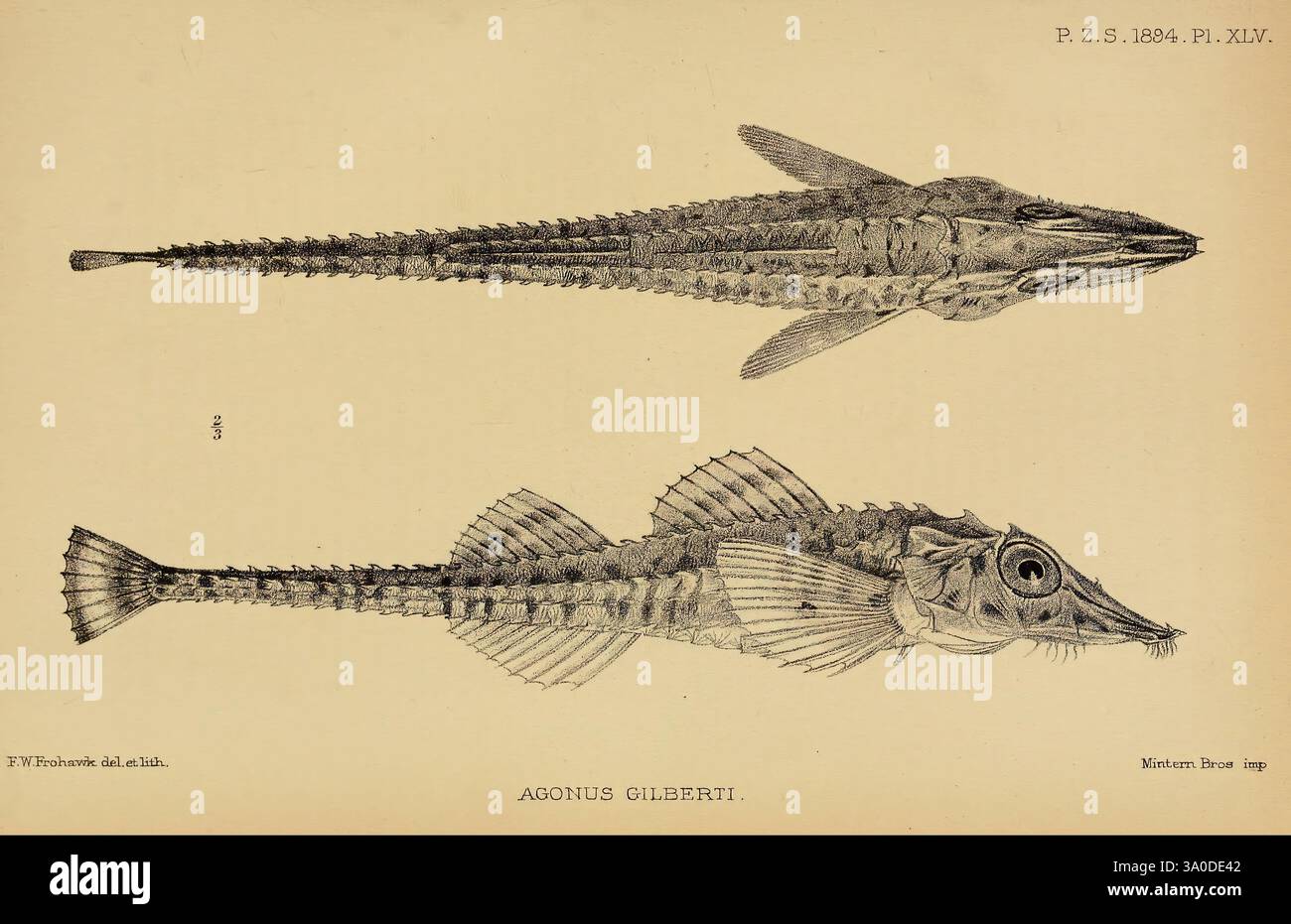 Proceedings of the Zoological Society of London, London, Academic Press ...