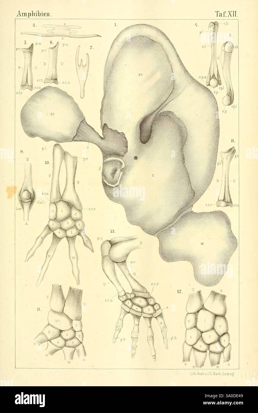 Anatomical drawings of amphibian structures hi-res stock photography ...
