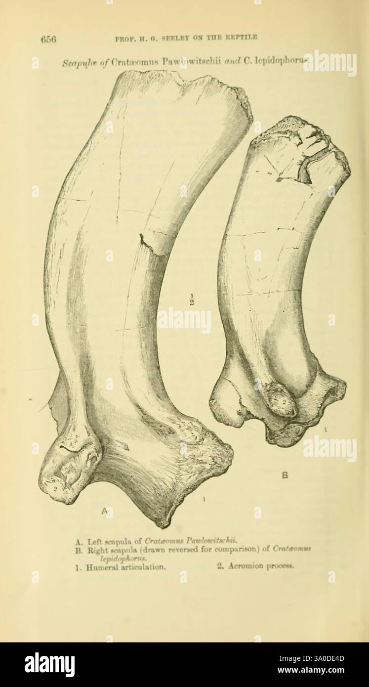 The Quarterly Journal of the Geological Society of London, v. 37 (1881 ...