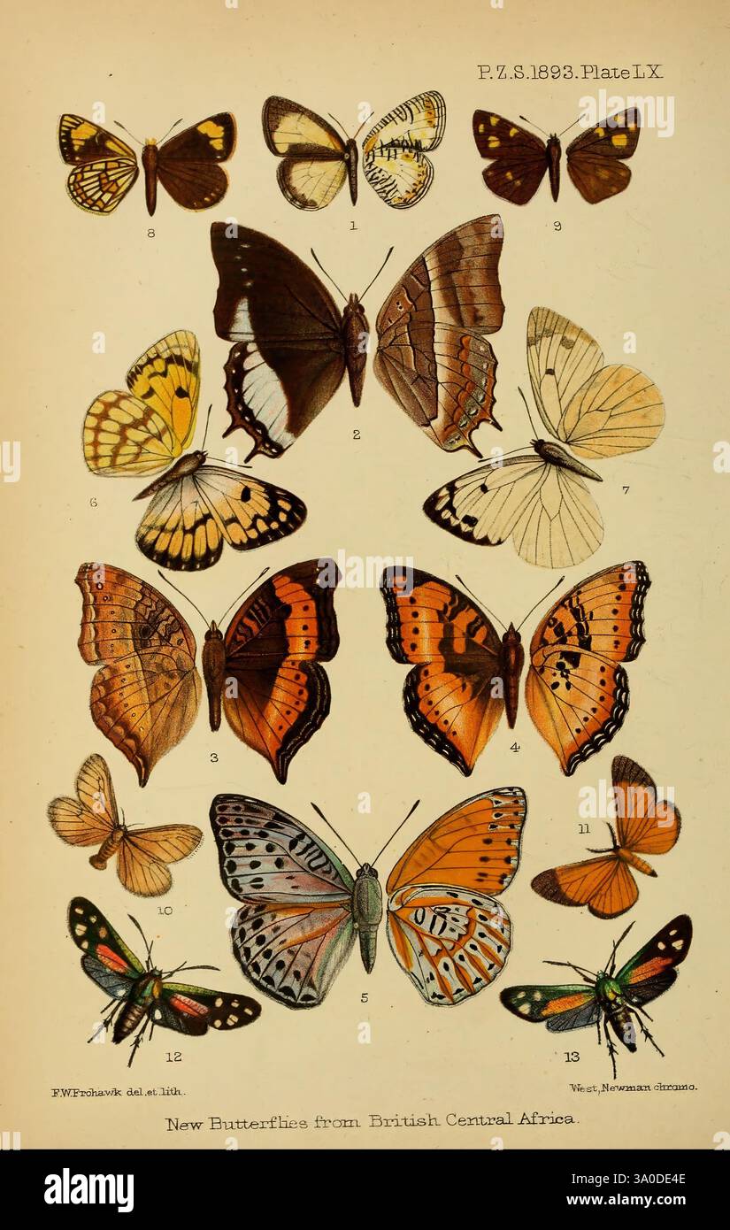 Subsequent rows display butterflies hi-res stock photography and images ...