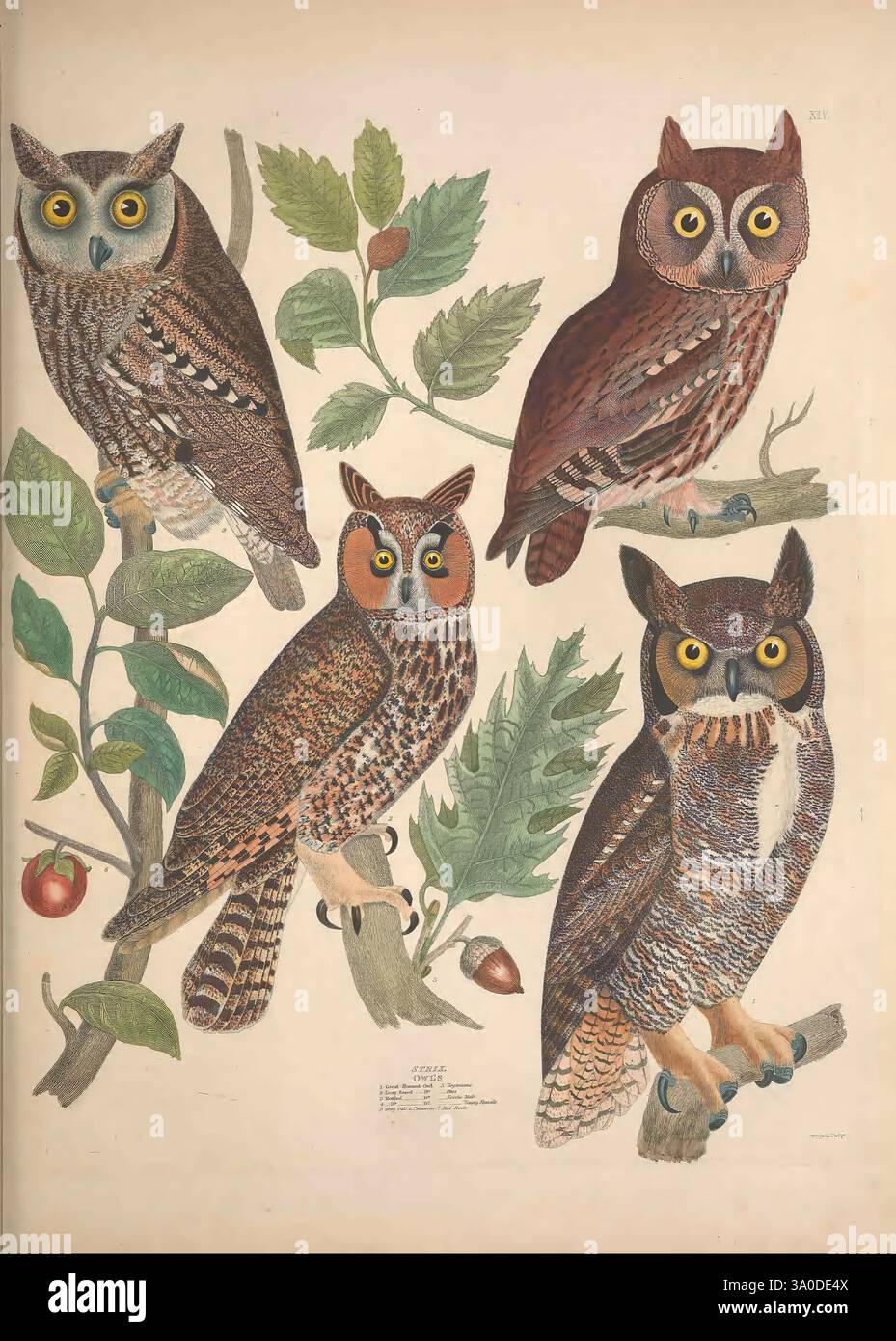 Illustrations of the American Ornithology of Alexander Wilson and ...