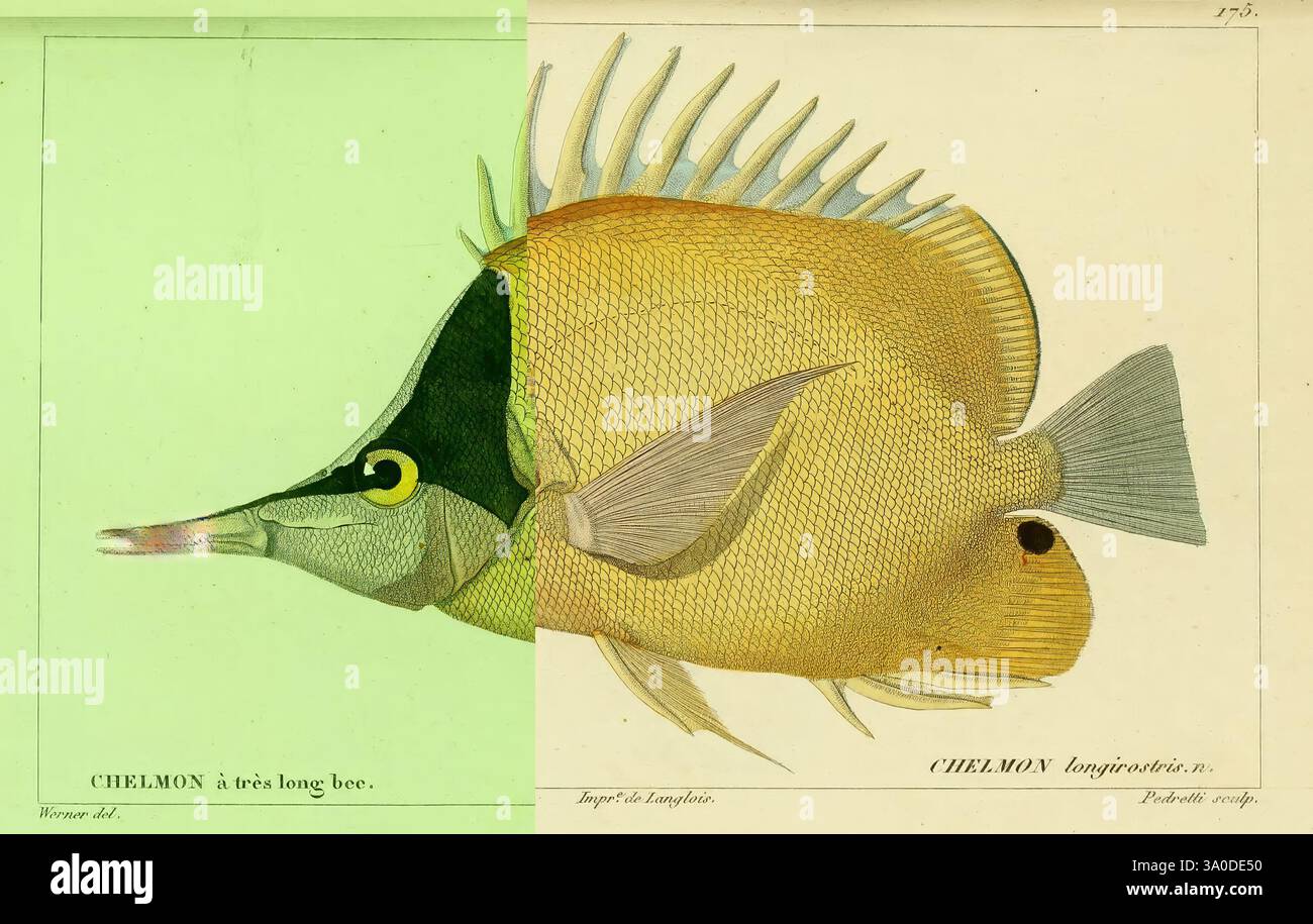 Detailed illustration of two distinct fish species hi-res stock ...