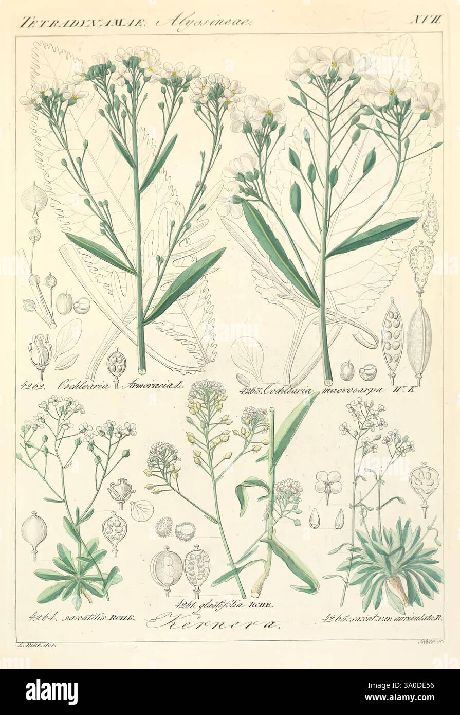 Scientific standards of botanical illustration hi-res stock photography ...