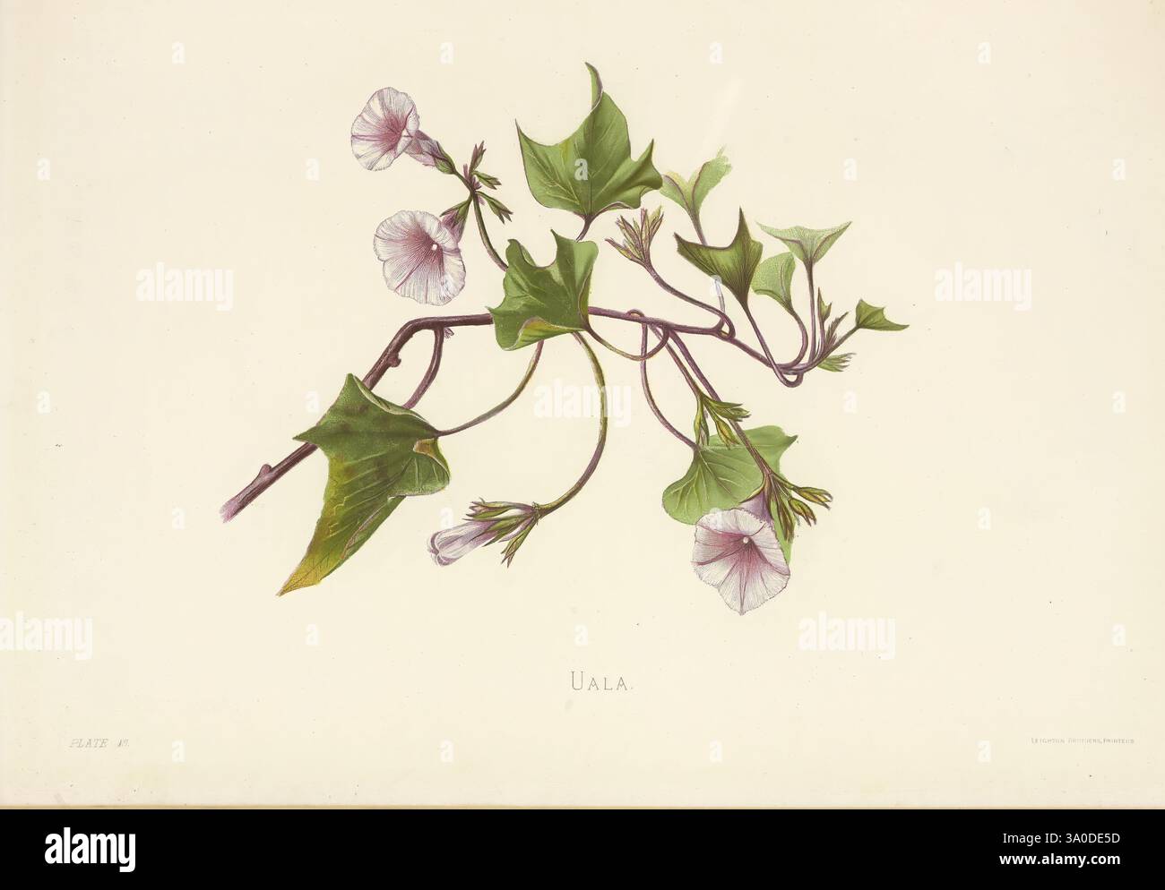 Indigenous, flowers, of, the, Hawaiian, islands, London, Sampson, Low ...