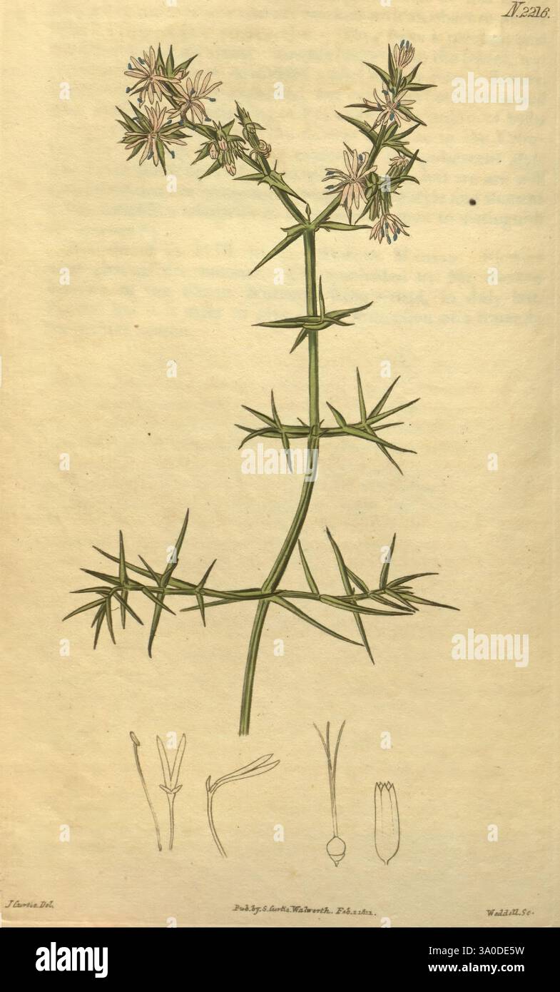 Curtis's Botanical Magazine London New York Botanical Illustration ...