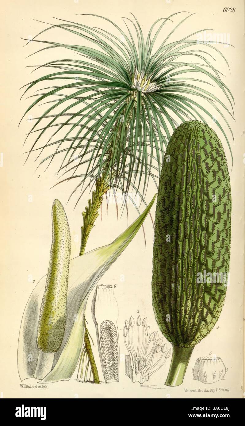 Detailed depiction of various botanical specimens hi-res stock ...