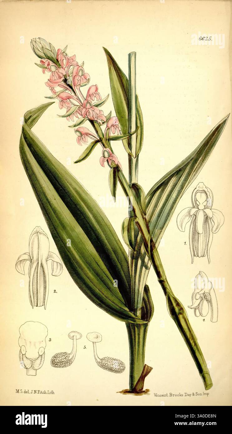 Curtis's Botanical Magazine London New York etc. botanical illustration ...