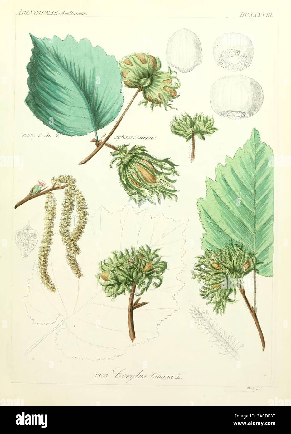 Illustrated botanical study displays various elements hi-res stock ...