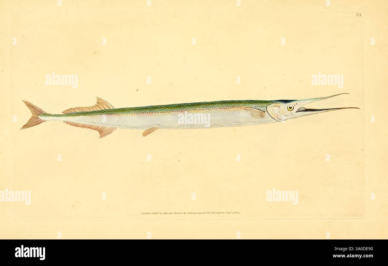 The natural history of British fishes, London, Printed for the author ...