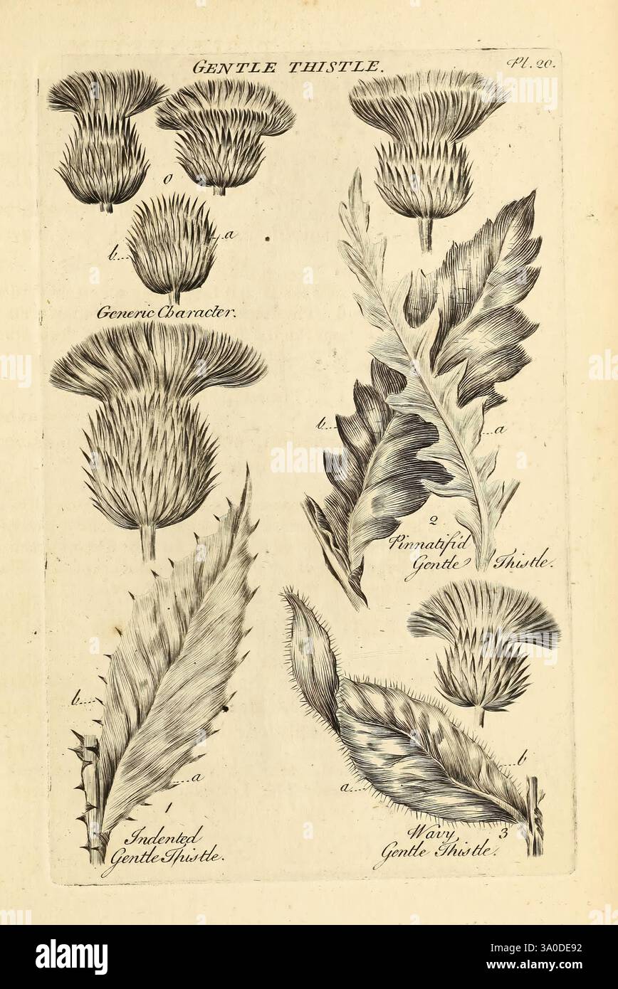 The Vegetable System, London, 1759-1763, Botany, Pictorial Works, The ...