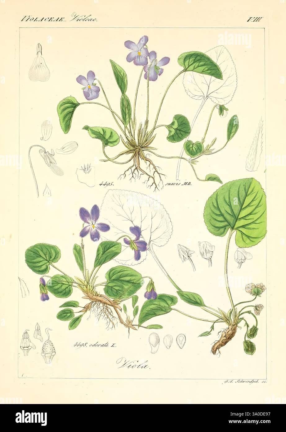 Reproductive features of violets hi-res stock photography and images ...