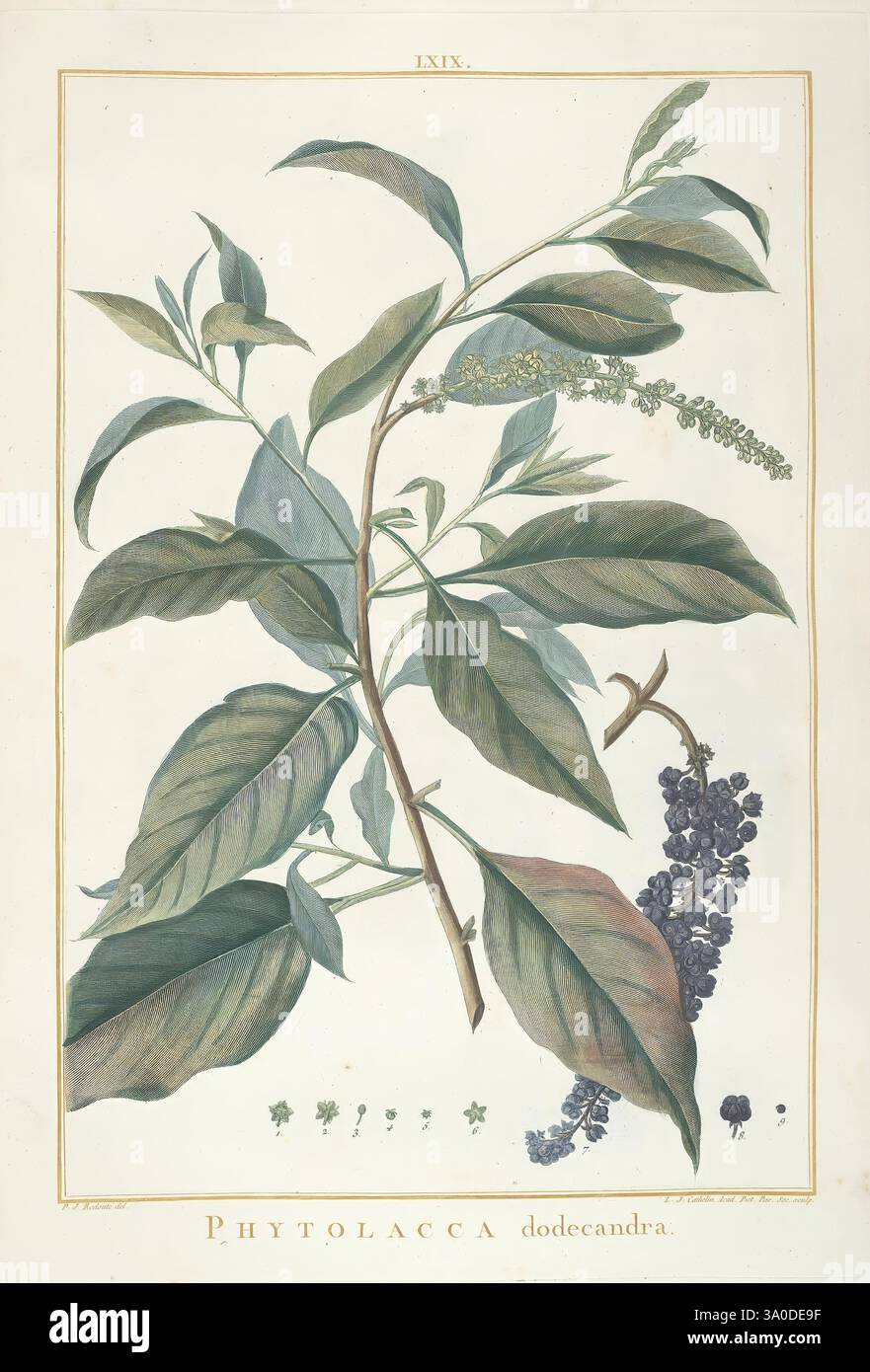 Stirpes novae, Parisiis, ex typographia Philippi-Dionysii Pierres,1784 ...