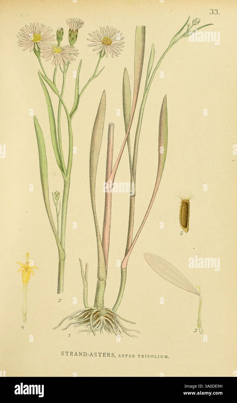 Billeder af Nordens flora, København, G.E.C. Gad, 1901-1903 [i.e. 1907 ...