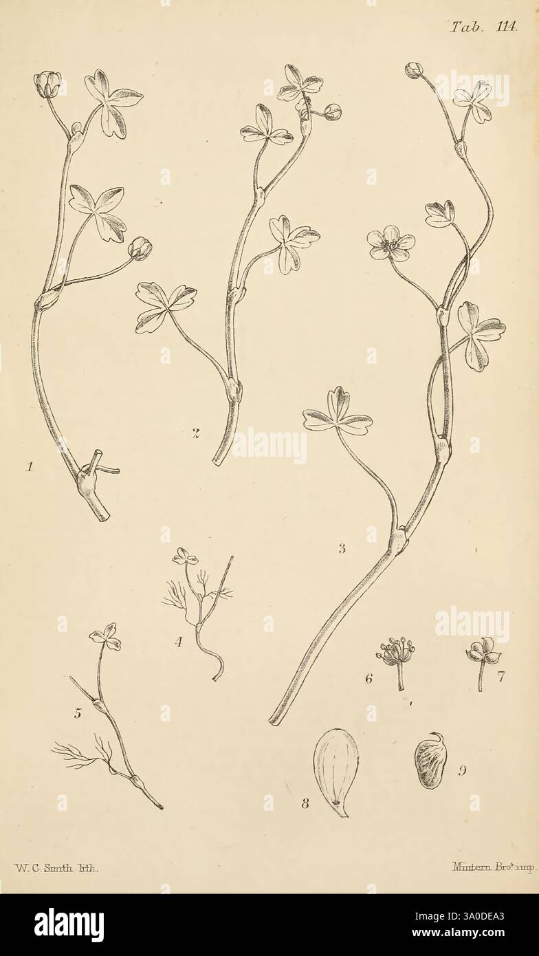 Journal of botany, British and foreign. London, Robert Hardwicke, 1863 ...