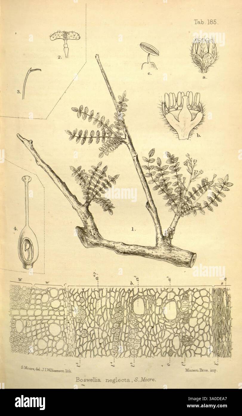 Journal of Botany, British and Foreign. London, Robert Hardwicke, 1863 ...