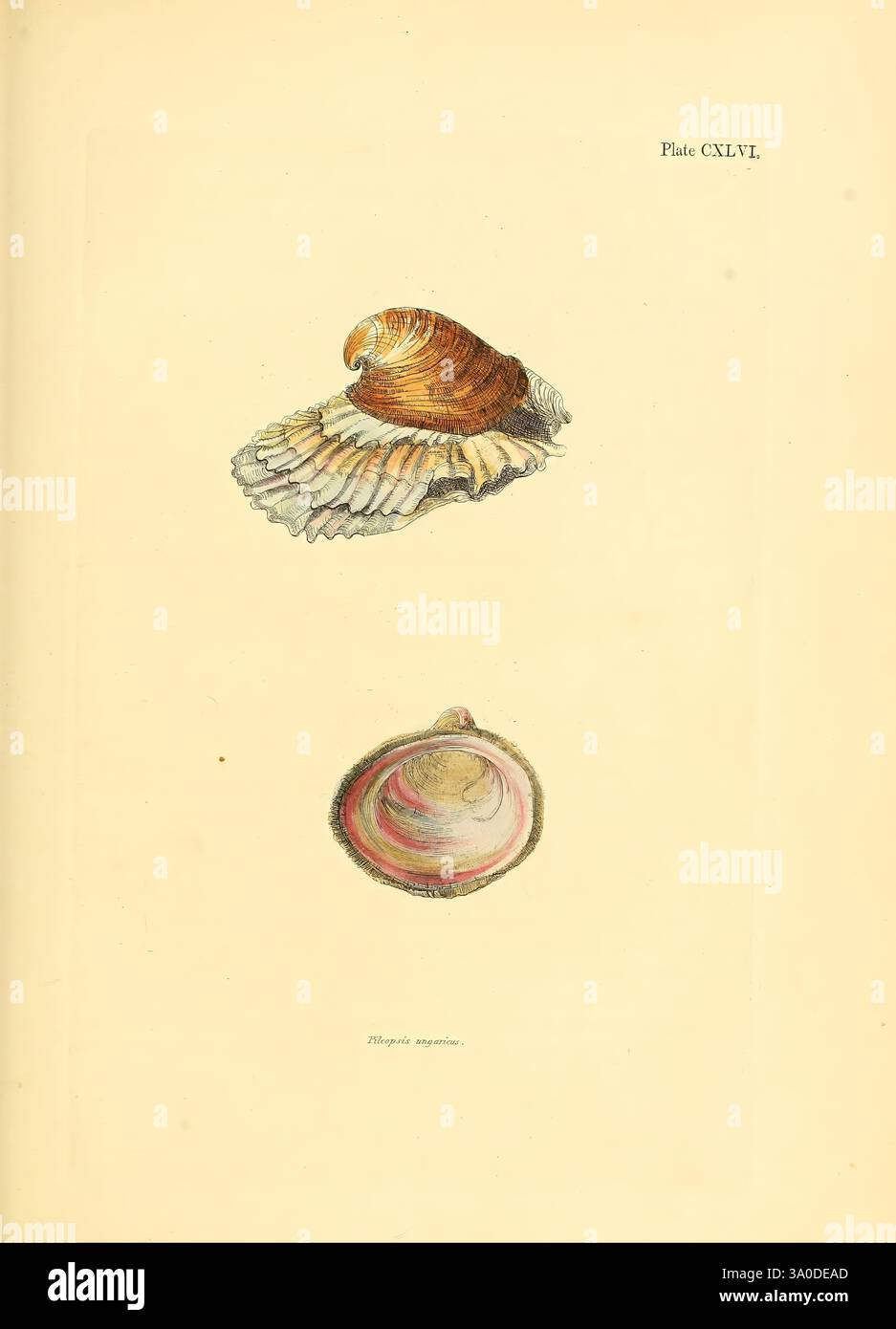 Spiral shaped shell showcases hi-res stock photography and images - Alamy