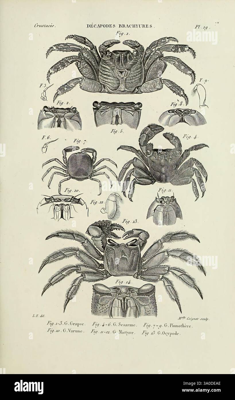 Different crab specimens hi-res stock photography and images - Alamy