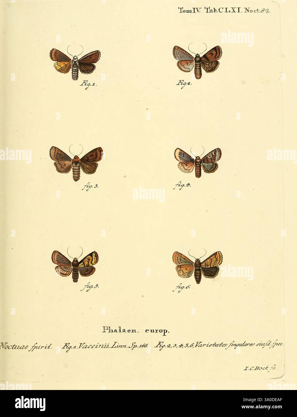 Illustration features several detailed depictions of moth specie hi-res ...