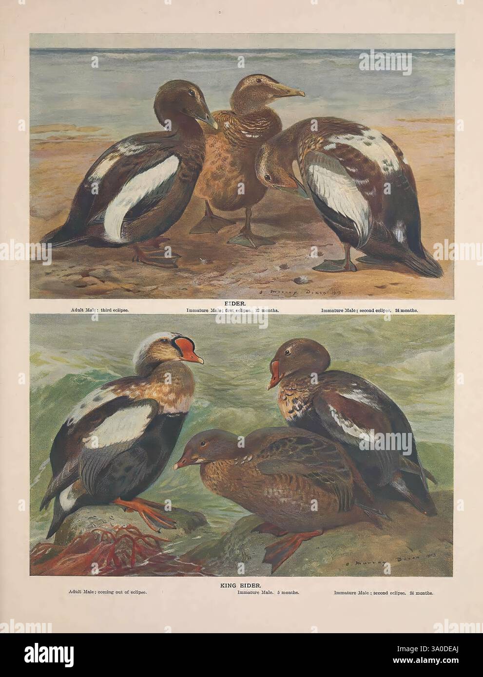 Trio of river ducks hi-res stock photography and images - Alamy