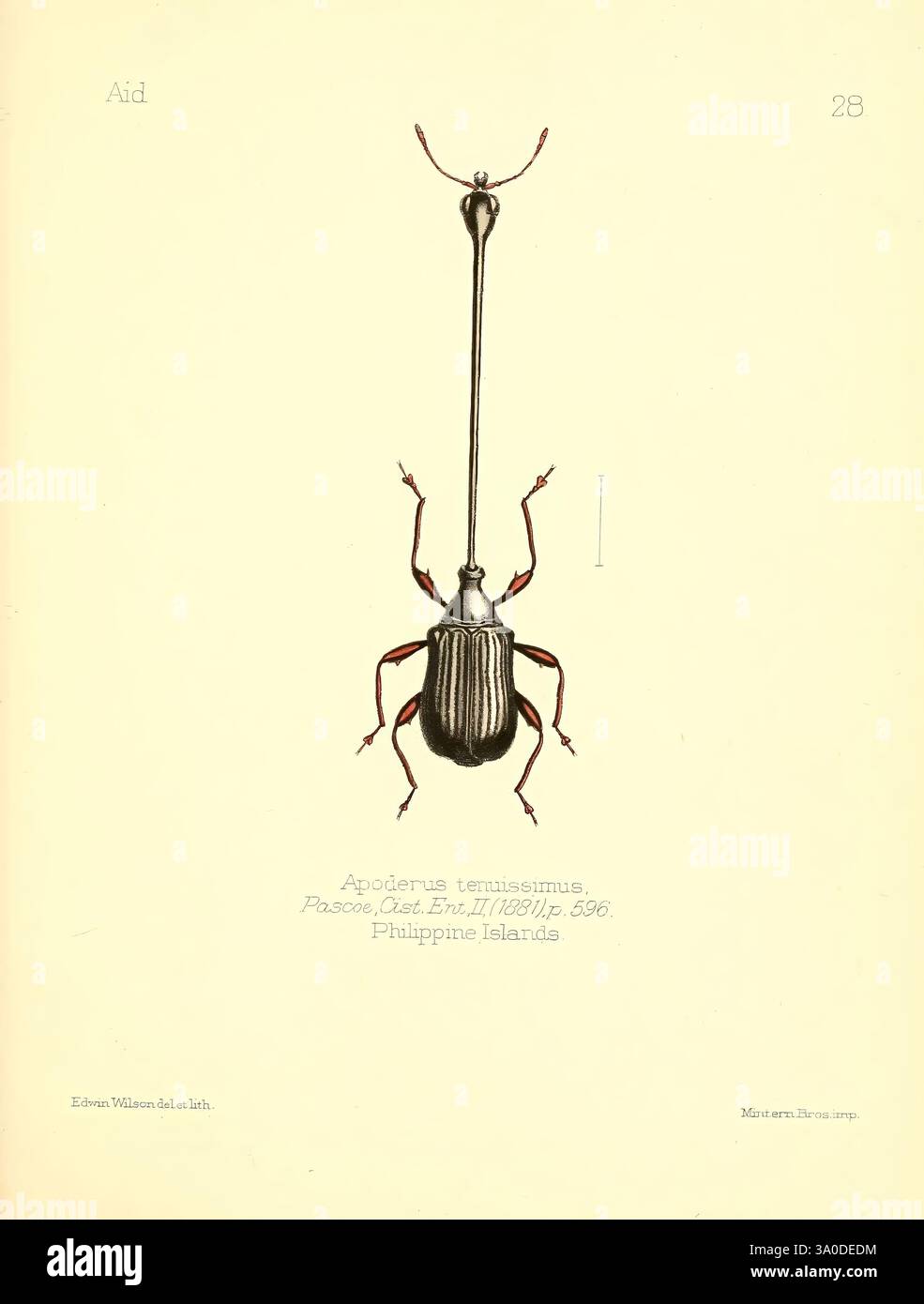 Apoderus tenuissimus hi-res stock photography and images - Alamy