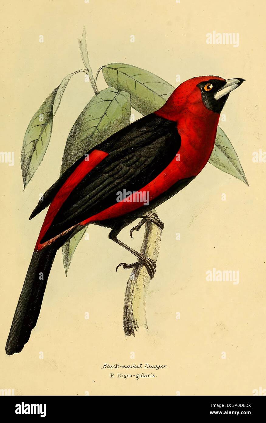 Black mandibled tanager hi-res stock photography and images - Alamy