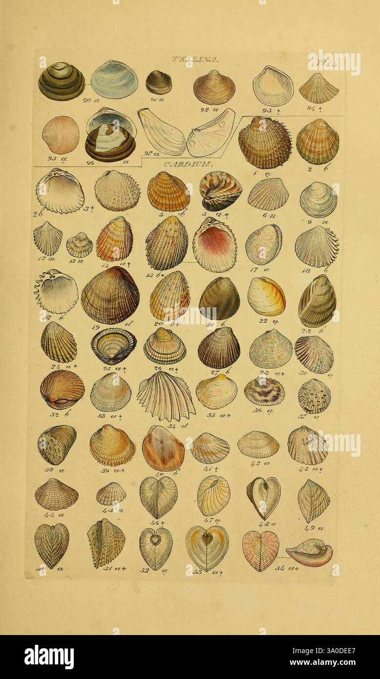 Index testaceologicus London, 1856, mollusks, shells, A detailed ...