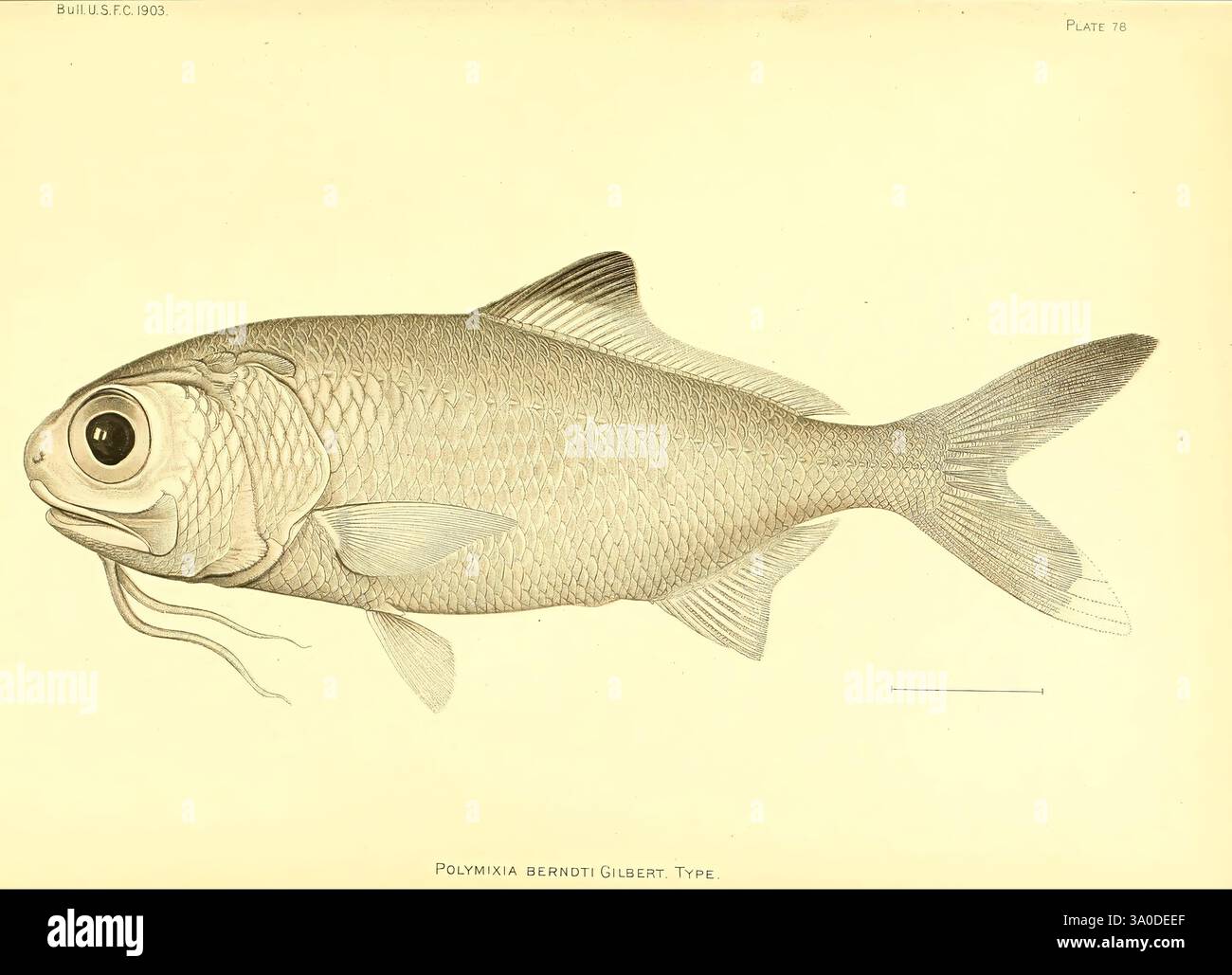 Polynemia bernardi gilbert type hi-res stock photography and images - Alamy