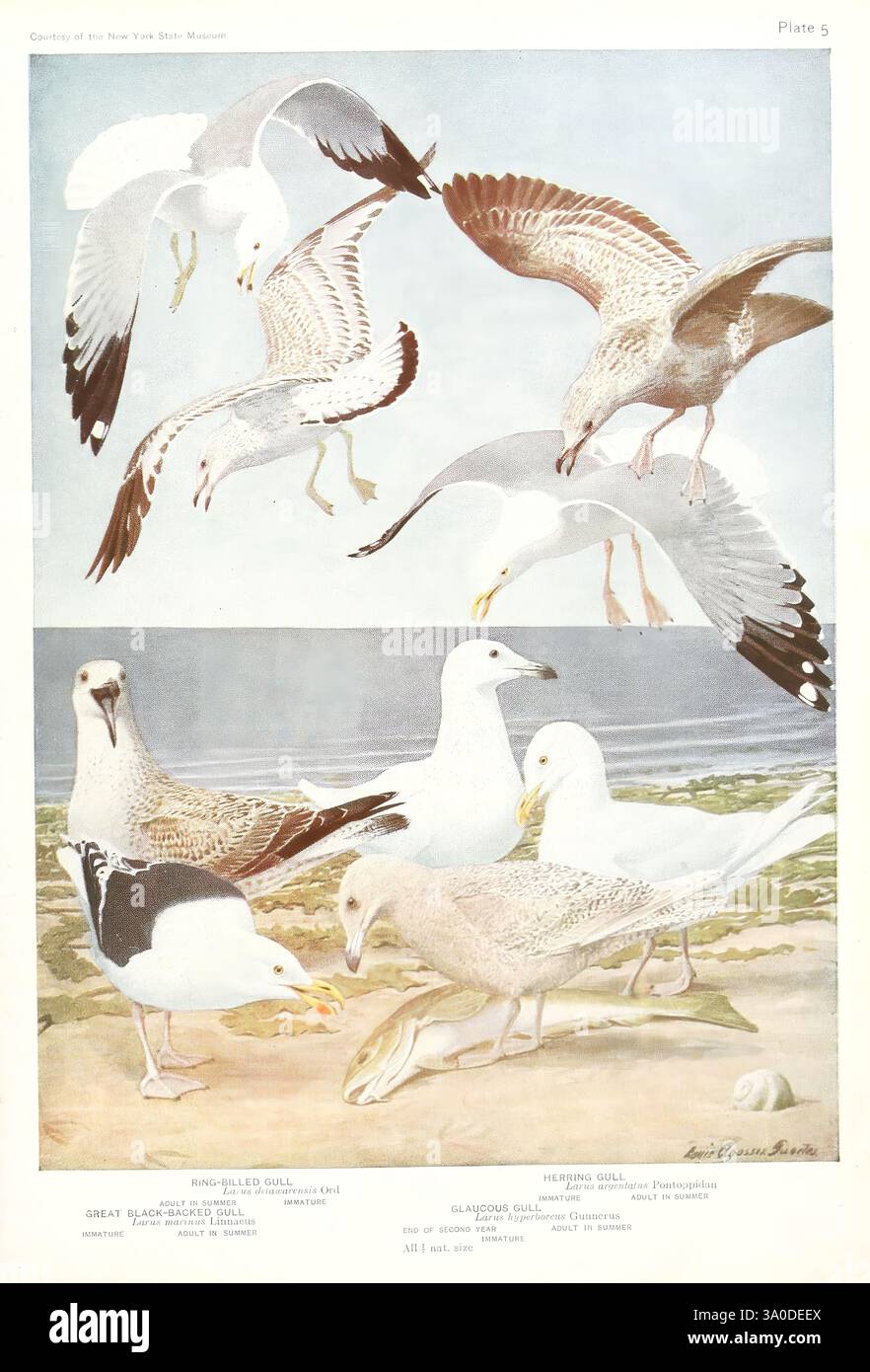 Scene showcases several species of gulls hi-res stock photography and ...