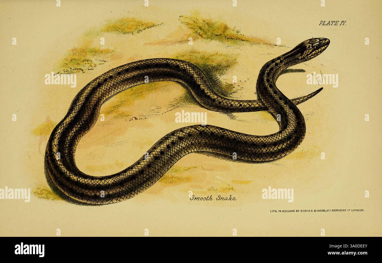 Snakes subtle features hi-res stock photography and images - Alamy