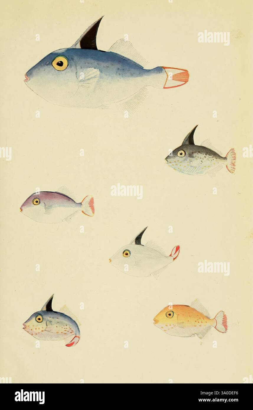 Fish exhibit different colors hi-res stock photography and images - Alamy