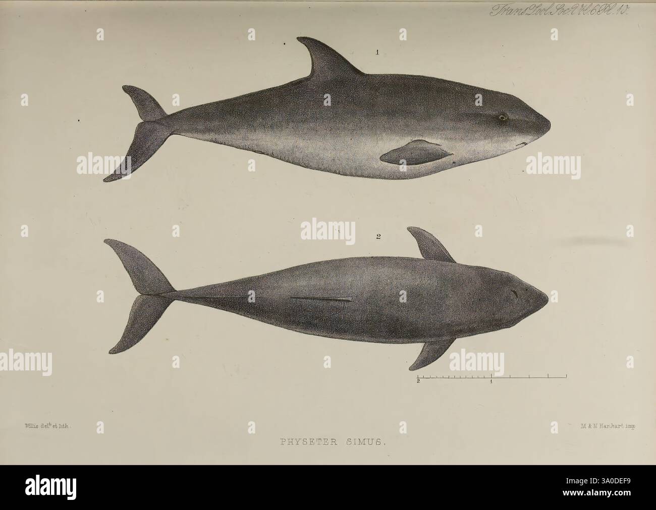 Transactions of the Zoological Society of London London Published for ...