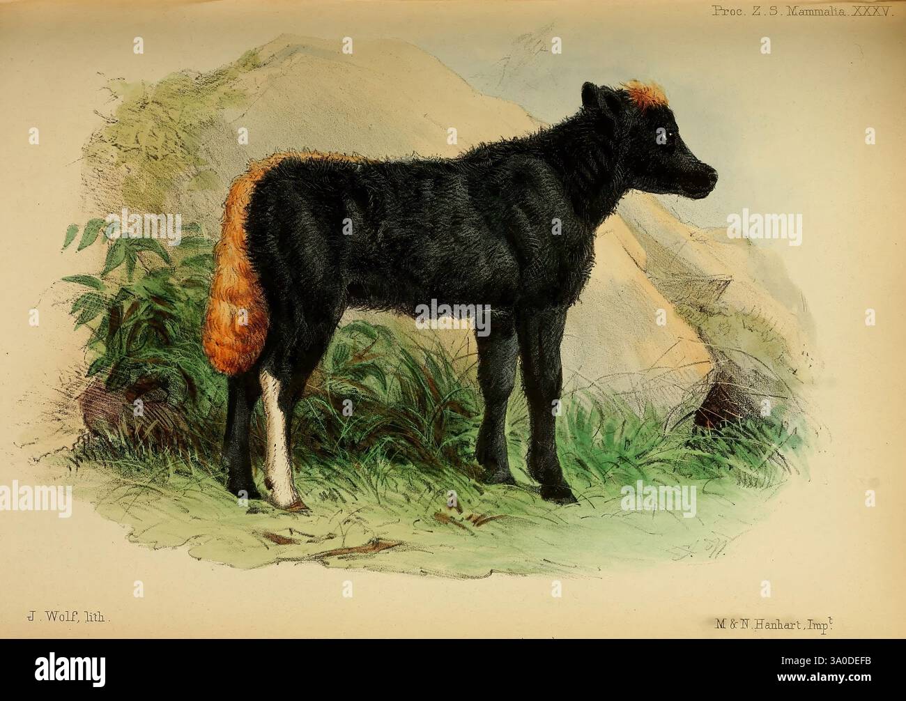 1833 1965 calf periodicals zoology hi-res stock photography and images ...