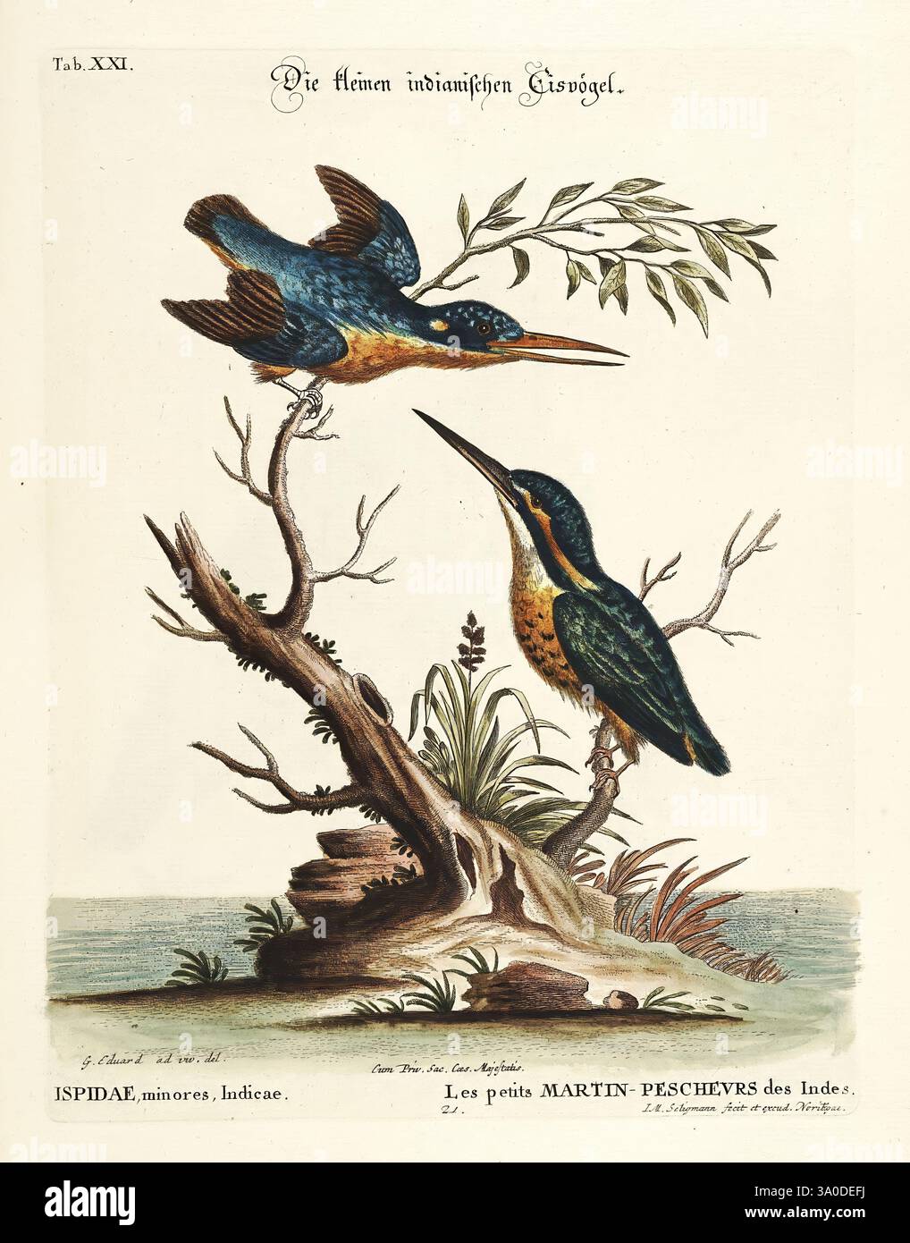 Verzameling van uitlandsche en zeldzaame vogelen, Amsterdam, J.C. Sepp ...